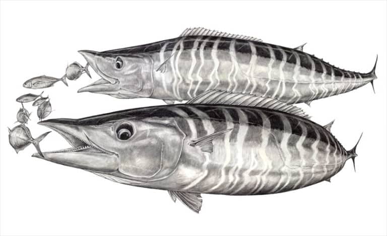 2013 Marlin Art Gallery | Marlin