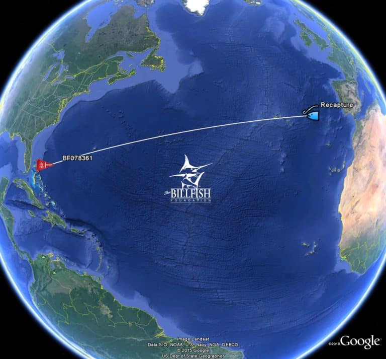 Top 10 Longest Marlin Migrations | Marlin