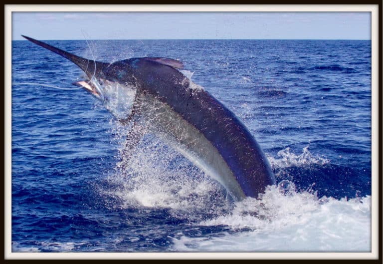 1,000-Pound Blue Marlin of 2017 | Marlin