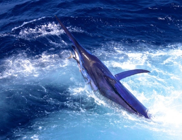 Best Readers' Photos | Marlin