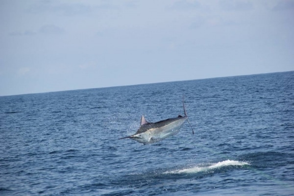 Best Readers' Photos | Marlin