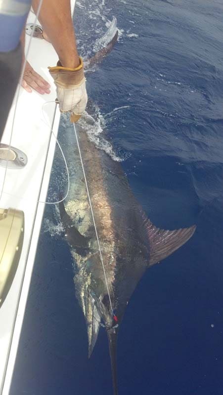 Best Readers' Photos | Marlin