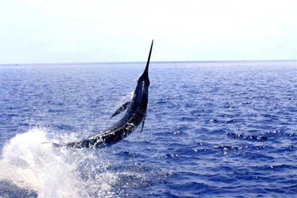 Best Readers' Photos | Marlin