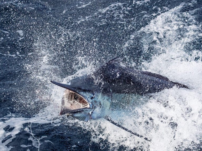 Saint Thomas Blue Marlin Photo Gallery | Marlin
