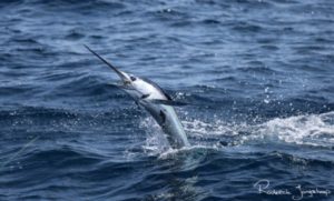 10 Best Billfish Destinations | Marlin