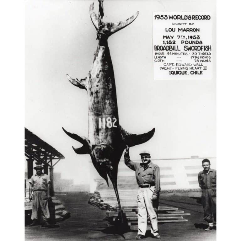 The Big Five: Largest Marlin and Swordfish IGFA World Records | Marlin
