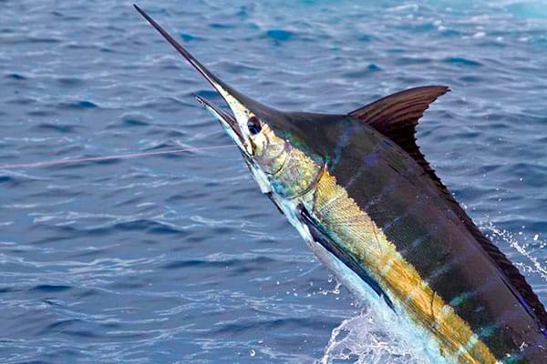 World Record of Most Marlin Releases in One Season | Marlin