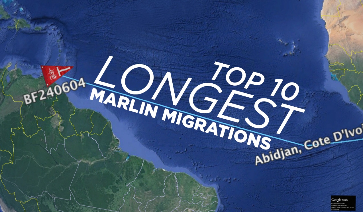Top 10 Longest Marlin Migrations | Marlin