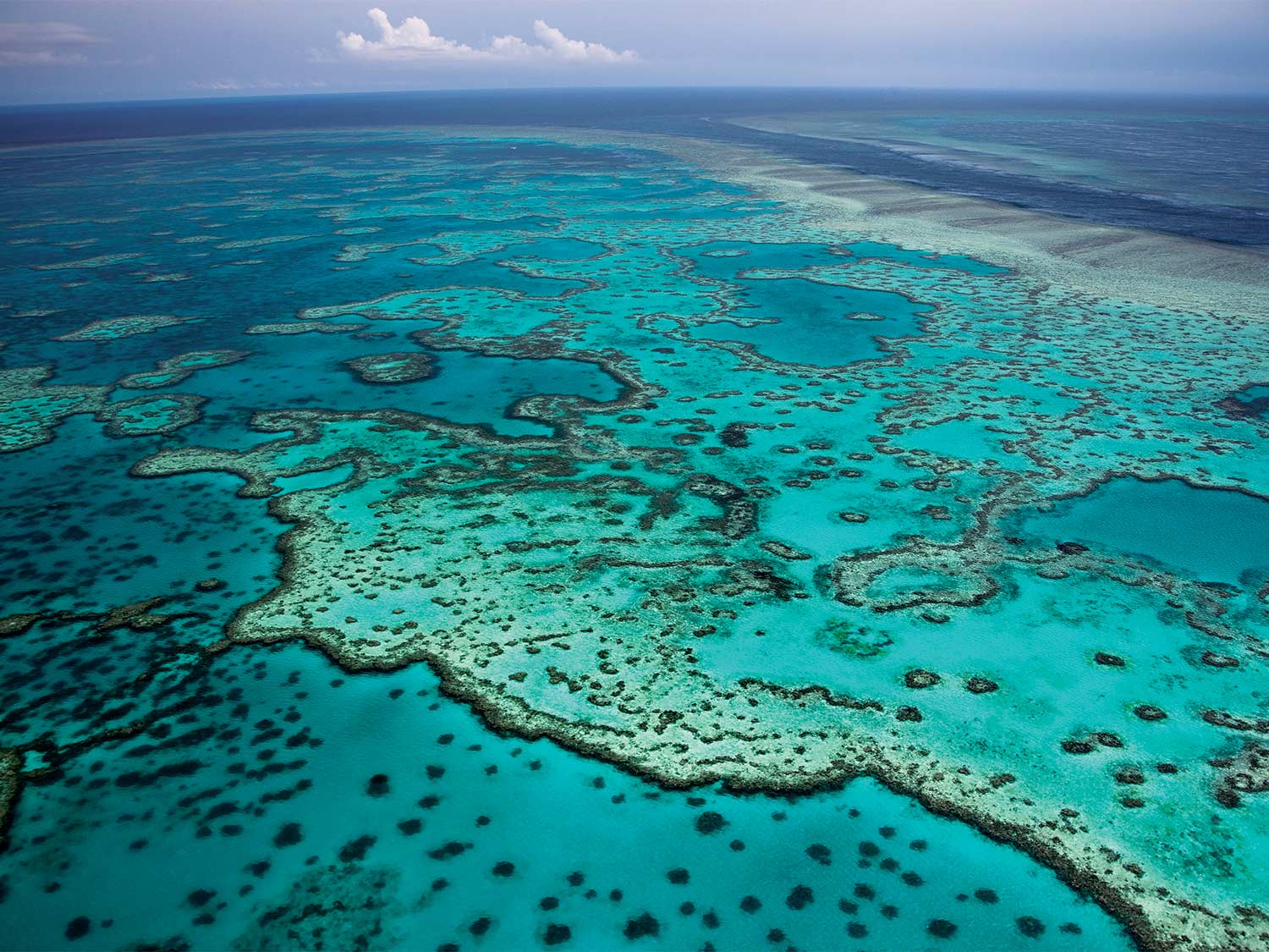The Giant Black Marlin of Cairns, Australia | Marlin