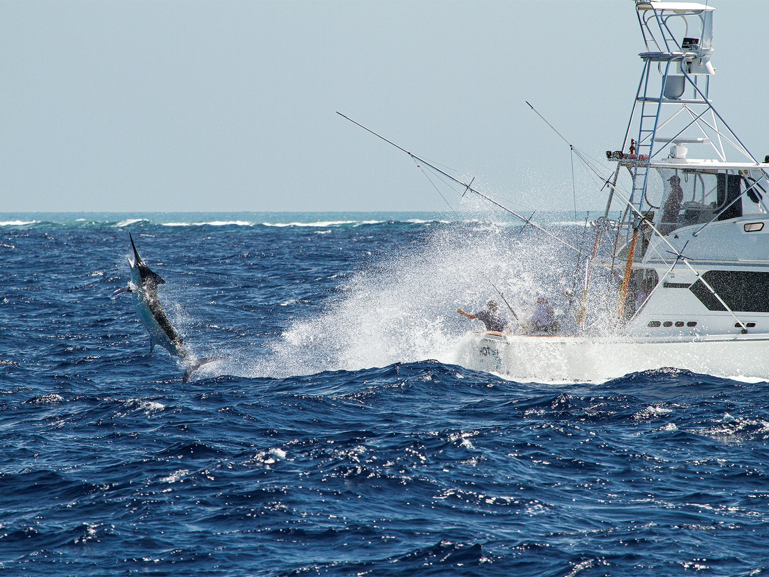 Black Marlin vs Blue Marlin Differences | Marlin