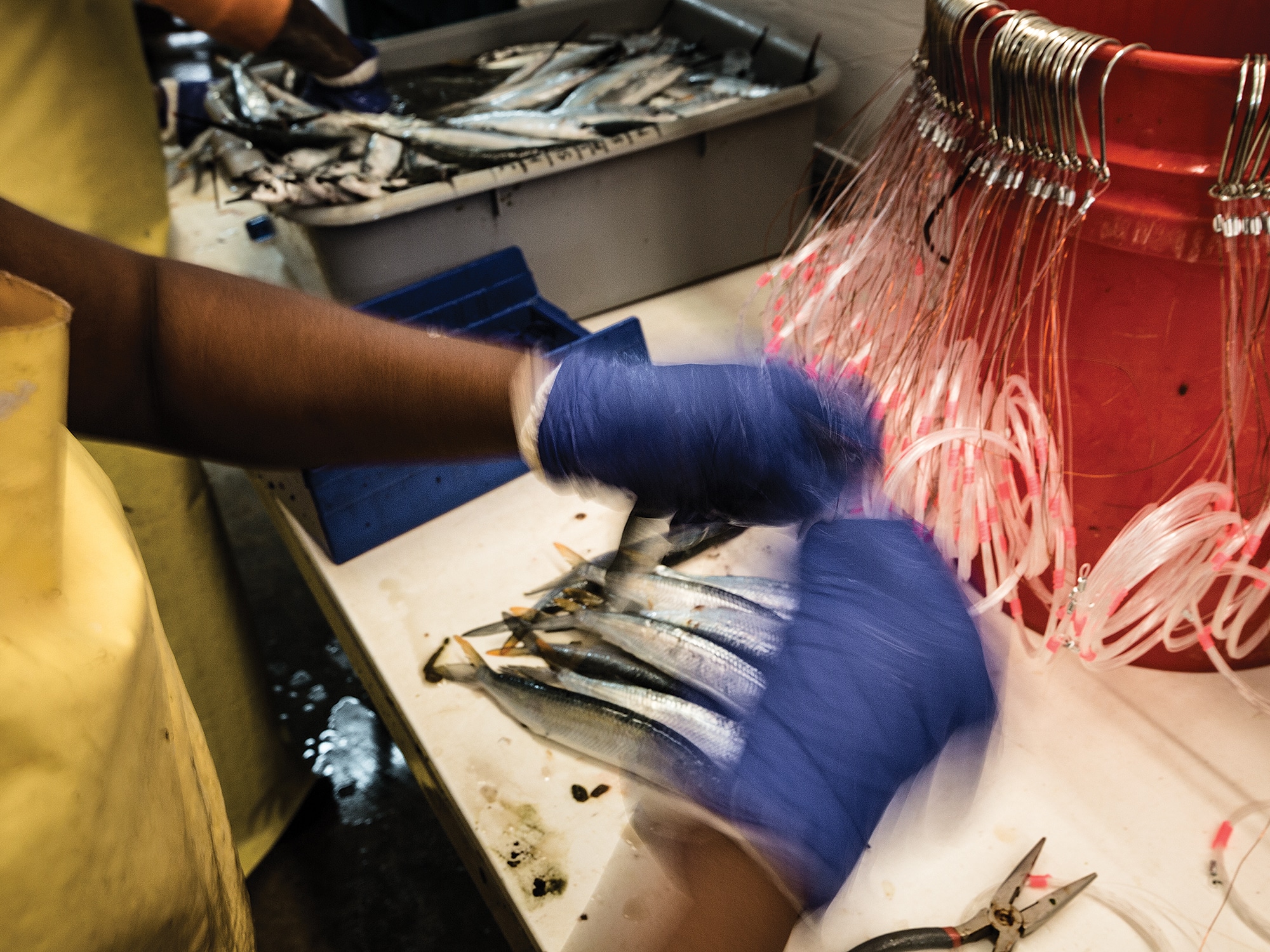 Baitmasters Talk Marlin and Sailfish Baits | Marlin