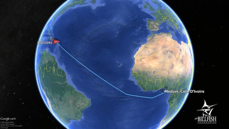 Top 10 Longest Marlin Migrations | Marlin