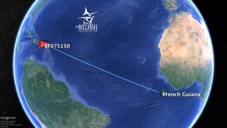 Top 10 Longest Marlin Migrations | Marlin