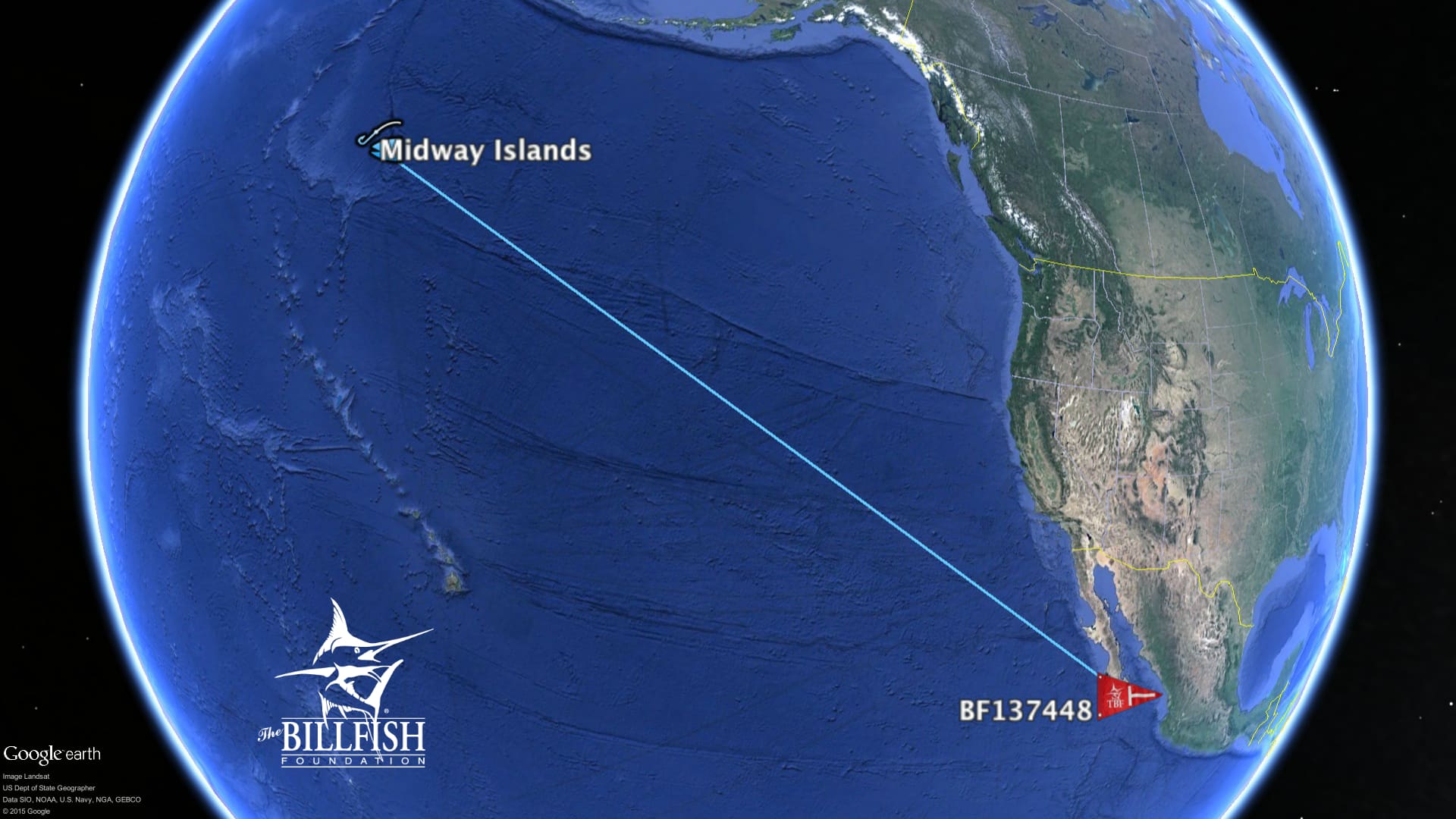 Top 10 Longest Marlin Migrations | Marlin