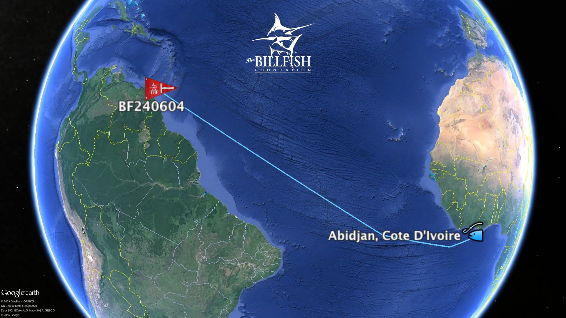 Top 10 Longest Marlin Migrations | Marlin