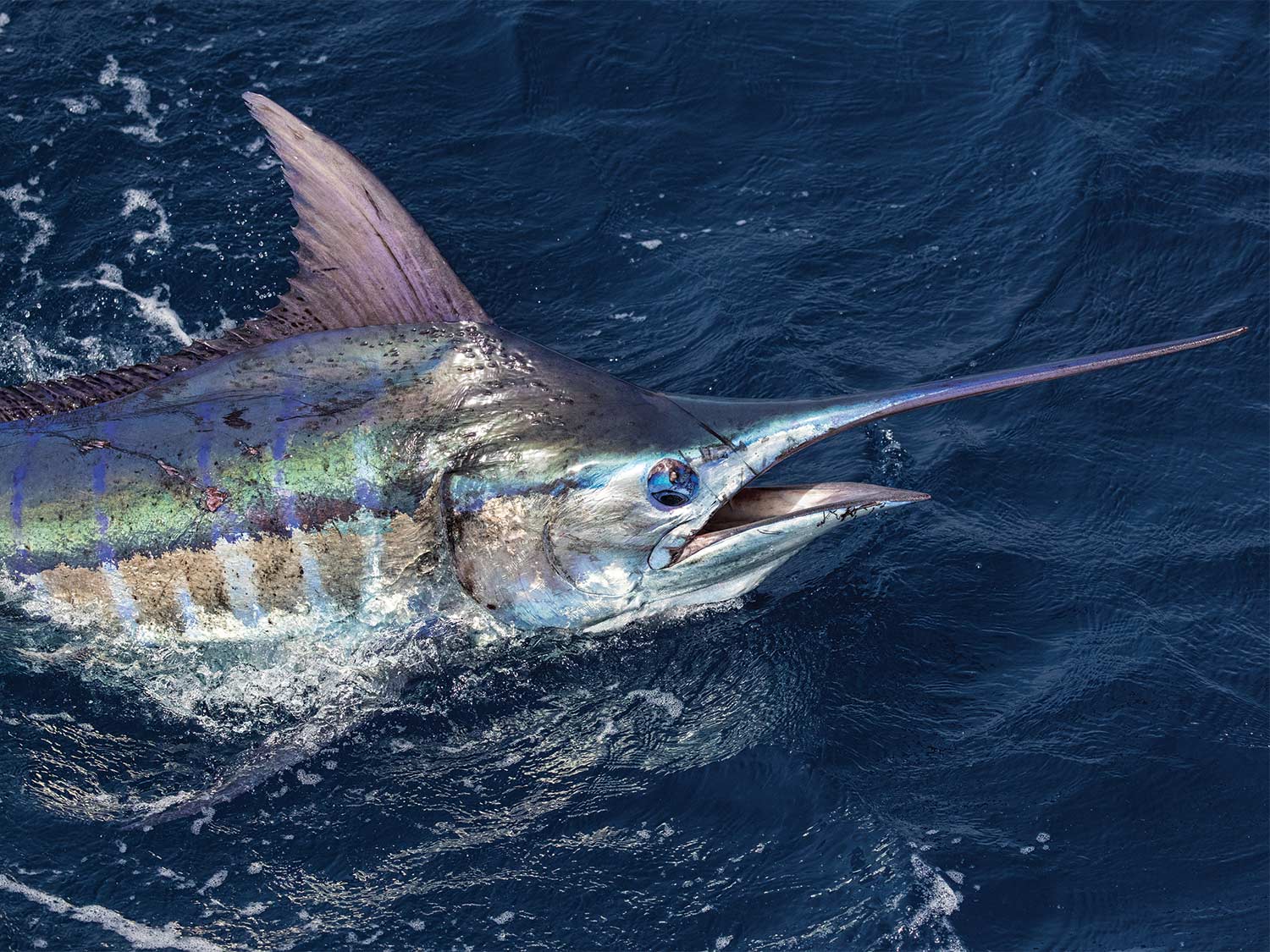 Best Destinations for Giant Blue and Black Marlin | Marlin