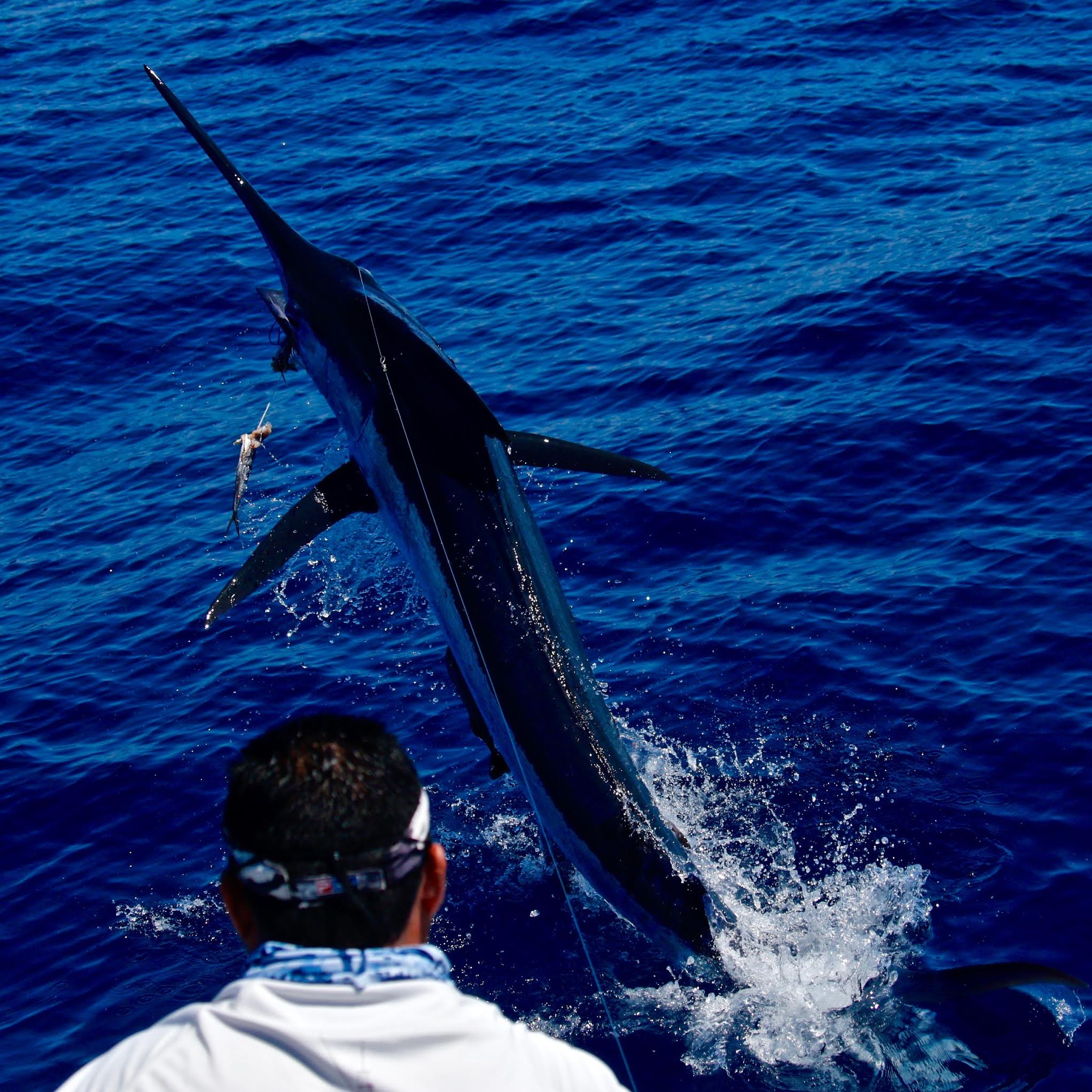 Guatemala's Incredible Sailfish and Marlin | Marlin