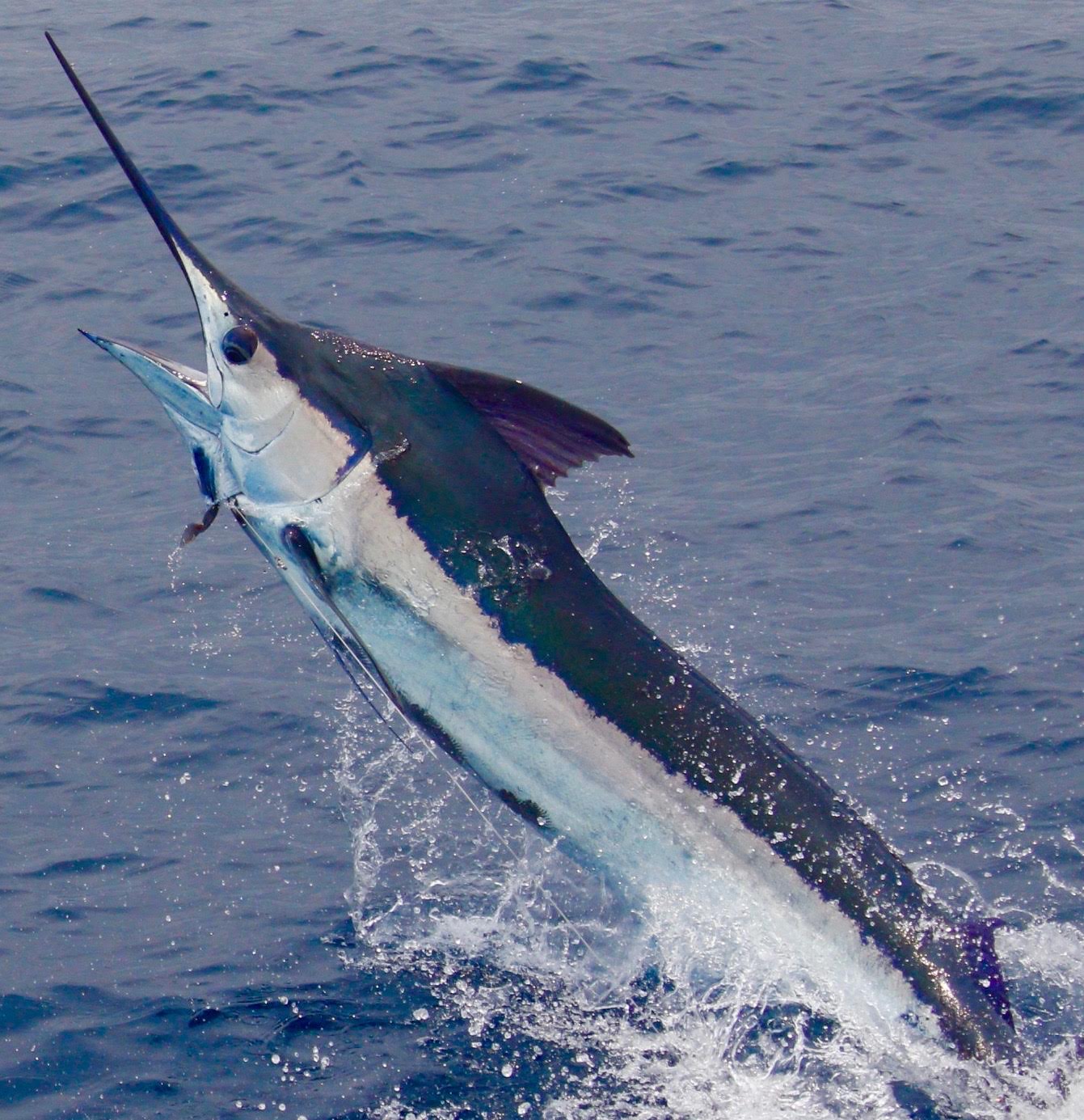 Guatemala's Incredible Sailfish and Marlin | Marlin
