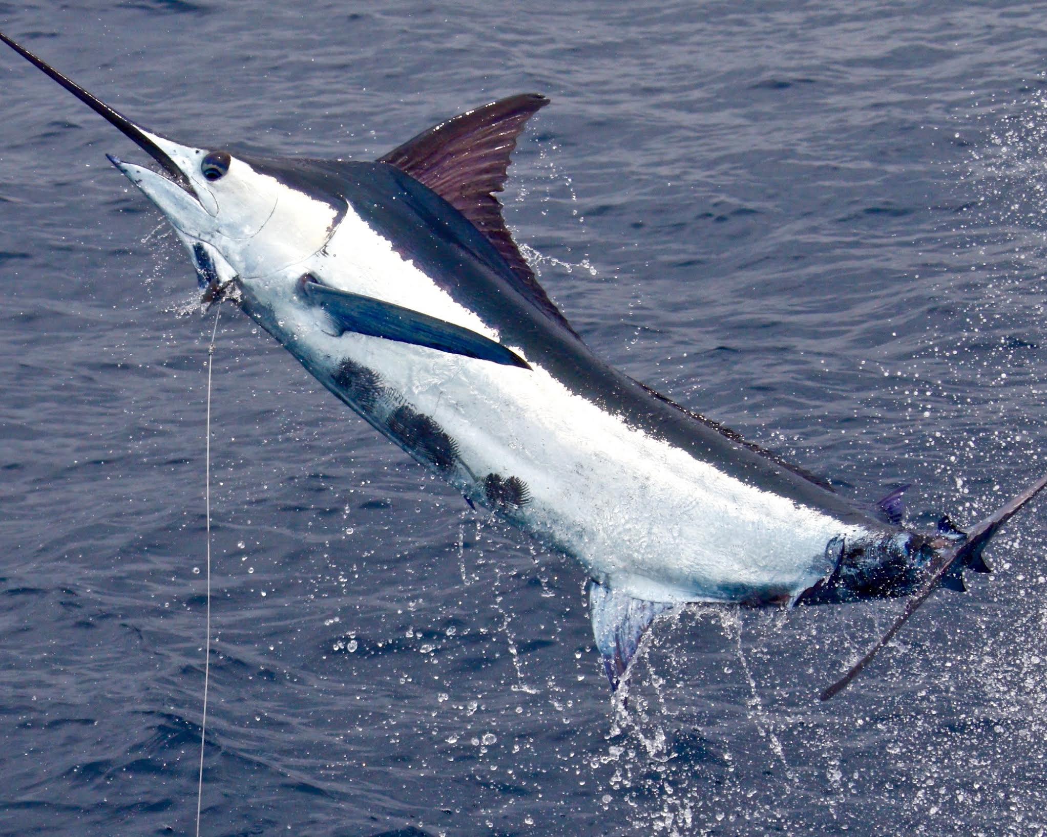 Guatemala's Incredible Sailfish and Marlin | Marlin