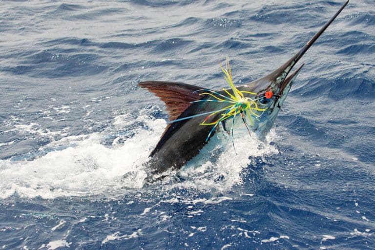 Blue Marlin Madness in Cape Verde | Marlin