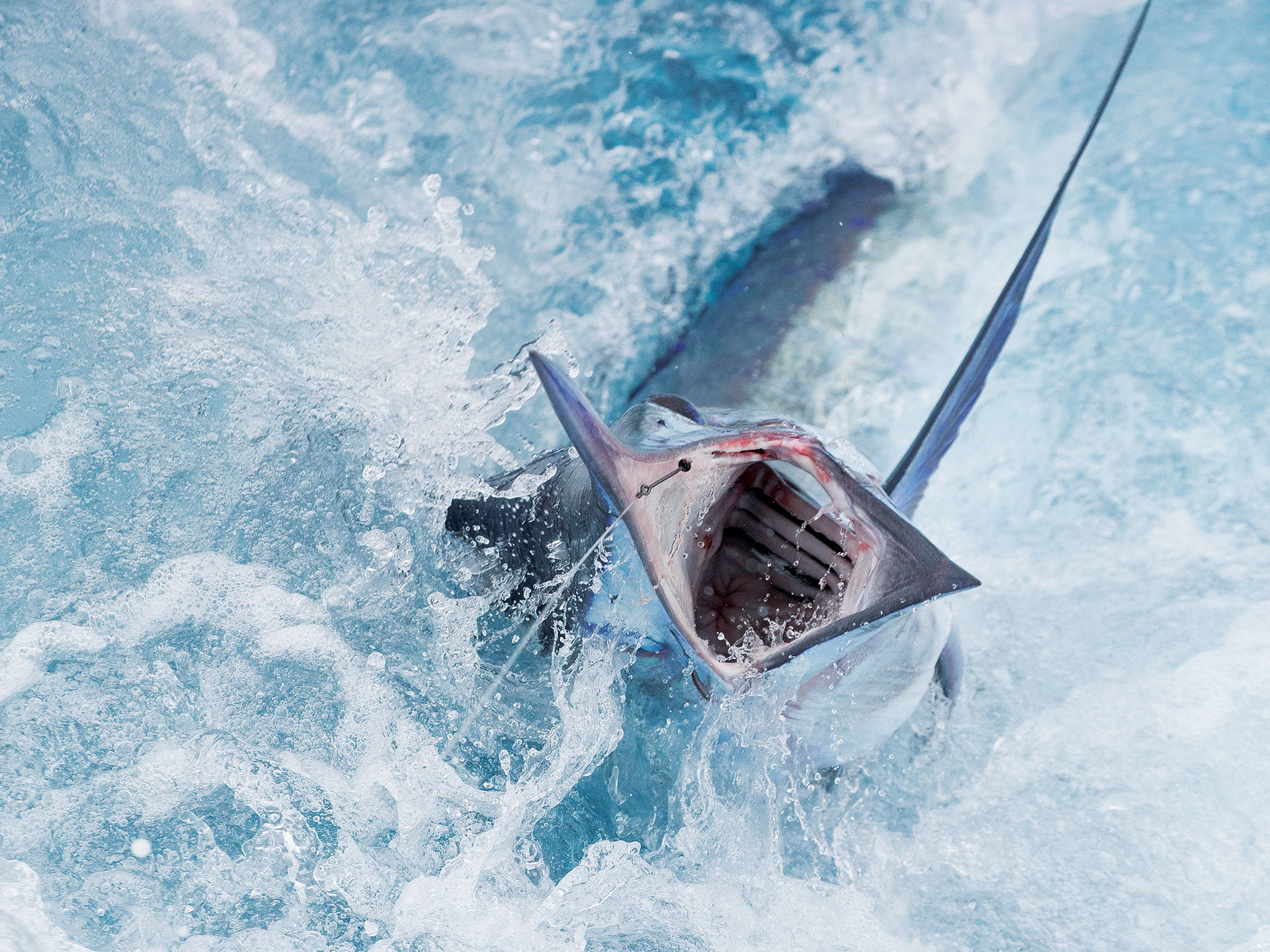 Morehead City Blue Marlin Fishing | Marlin