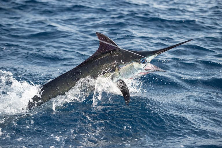 Atlantic Blue Marlin Needs Management | Marlin