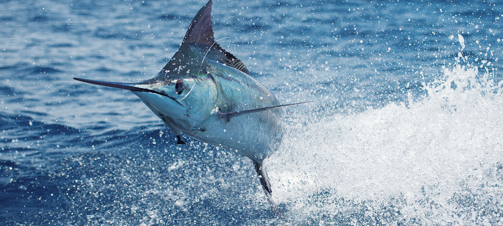 Blue Marlin | Marlin
