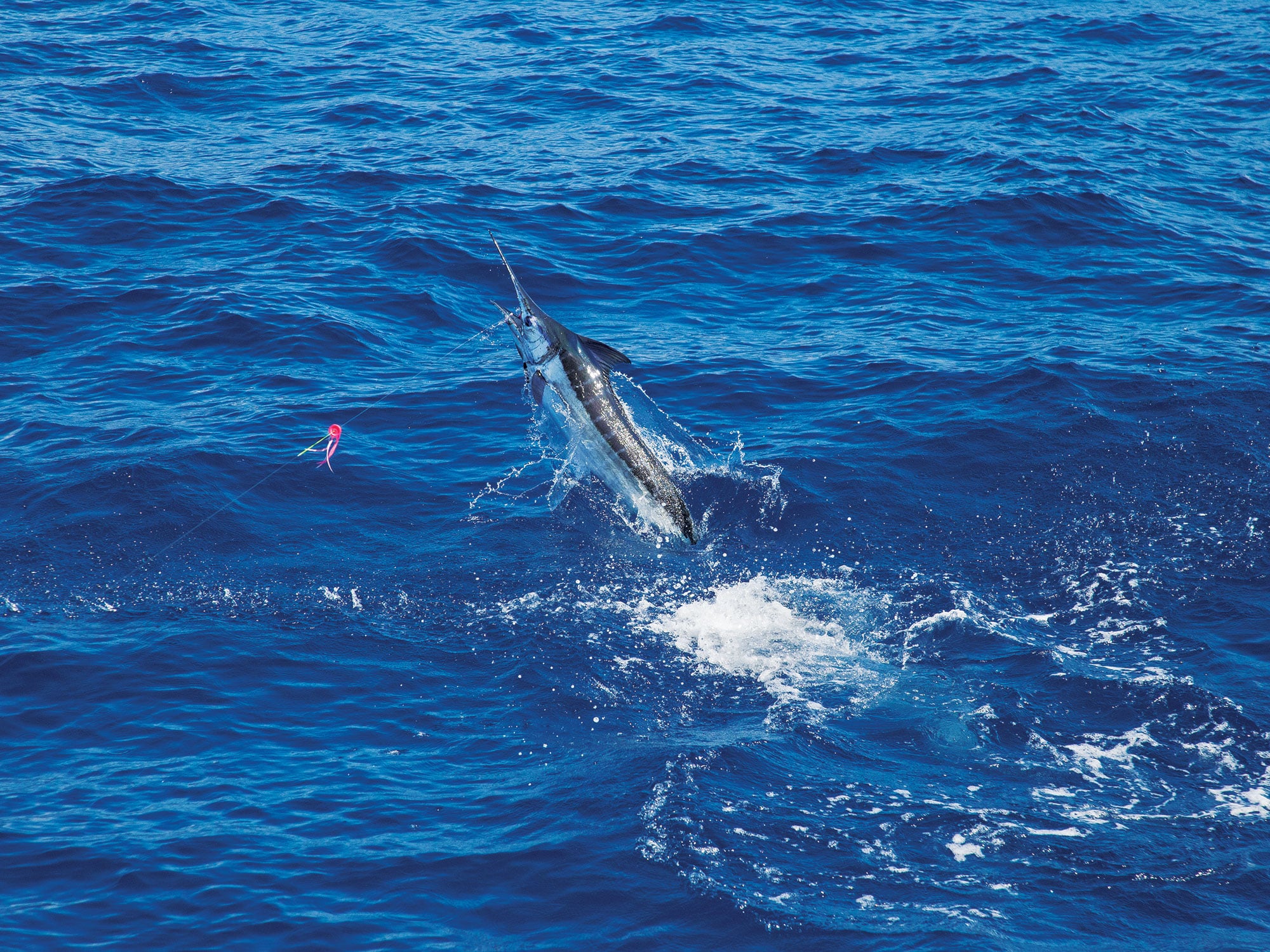 Fly-Fishing for Blue Marlin in the Dominican Republic | Marlin