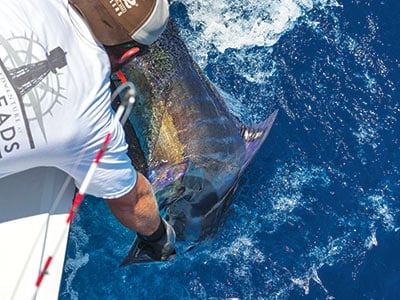 Marlin Fishing Off Florida's West Coast | Marlin