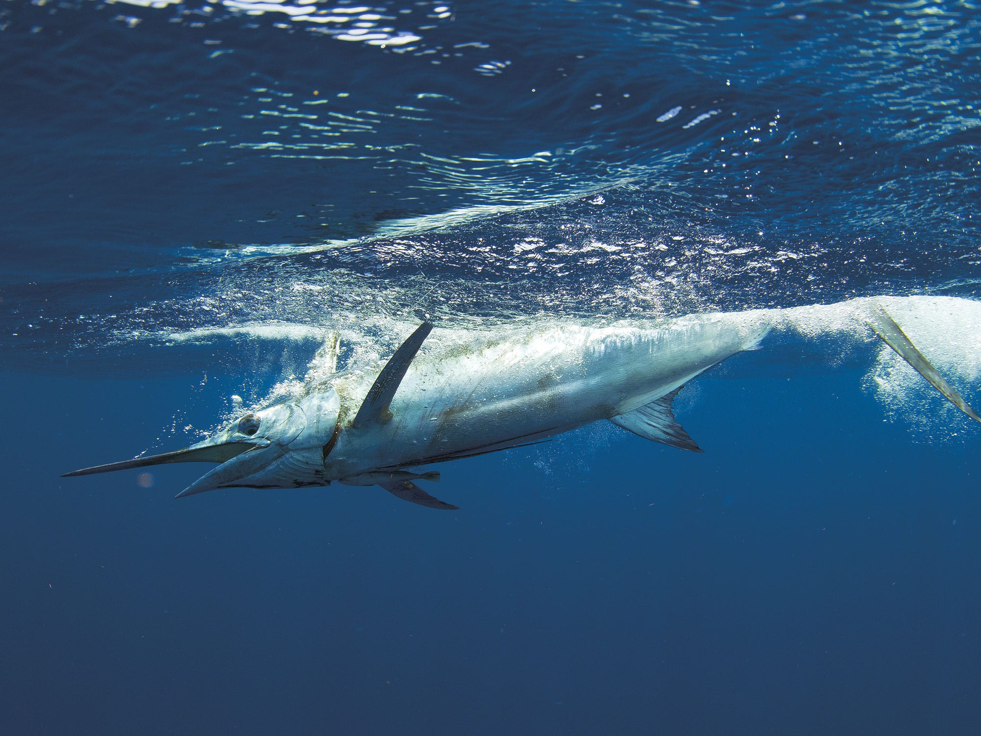 Fly-Fishing for Blue Marlin in the Dominican Republic | Marlin