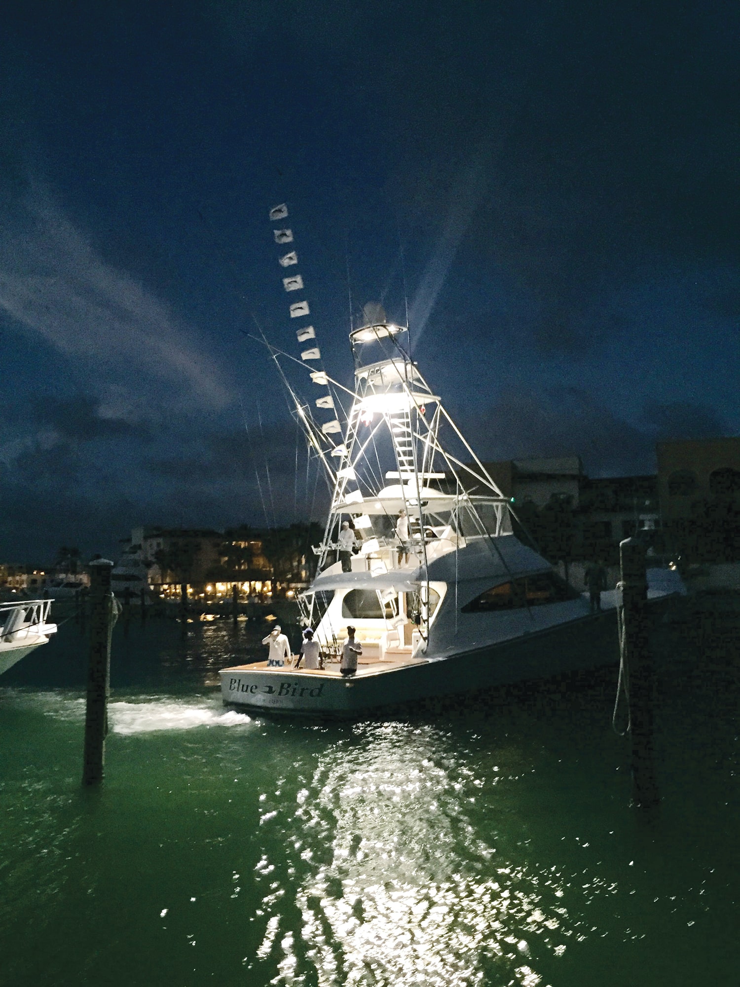Blue Marlin Release Record Set by Blue Bird Team in Cap Cana, Dominican ...