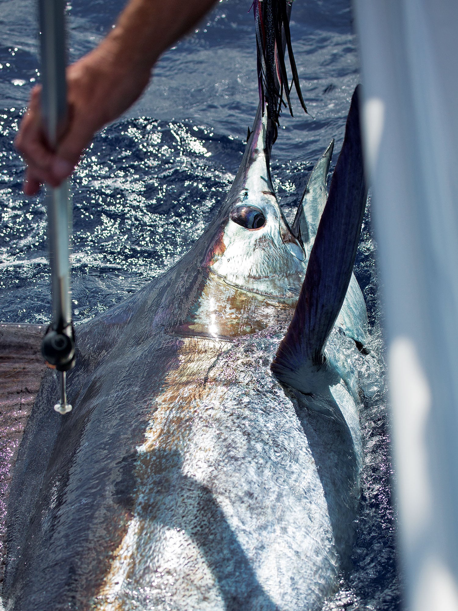 Satellite Tagging Blue Marlin Expedition | Marlin
