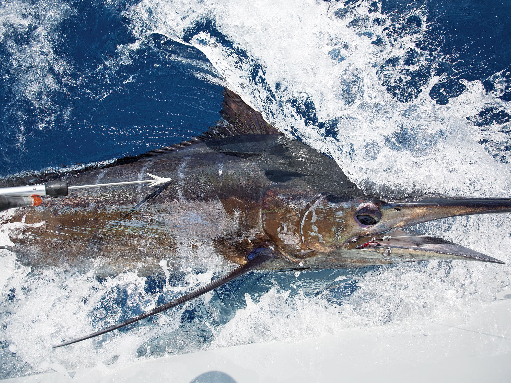 Satellite Tagging Blue Marlin Expedition | Marlin