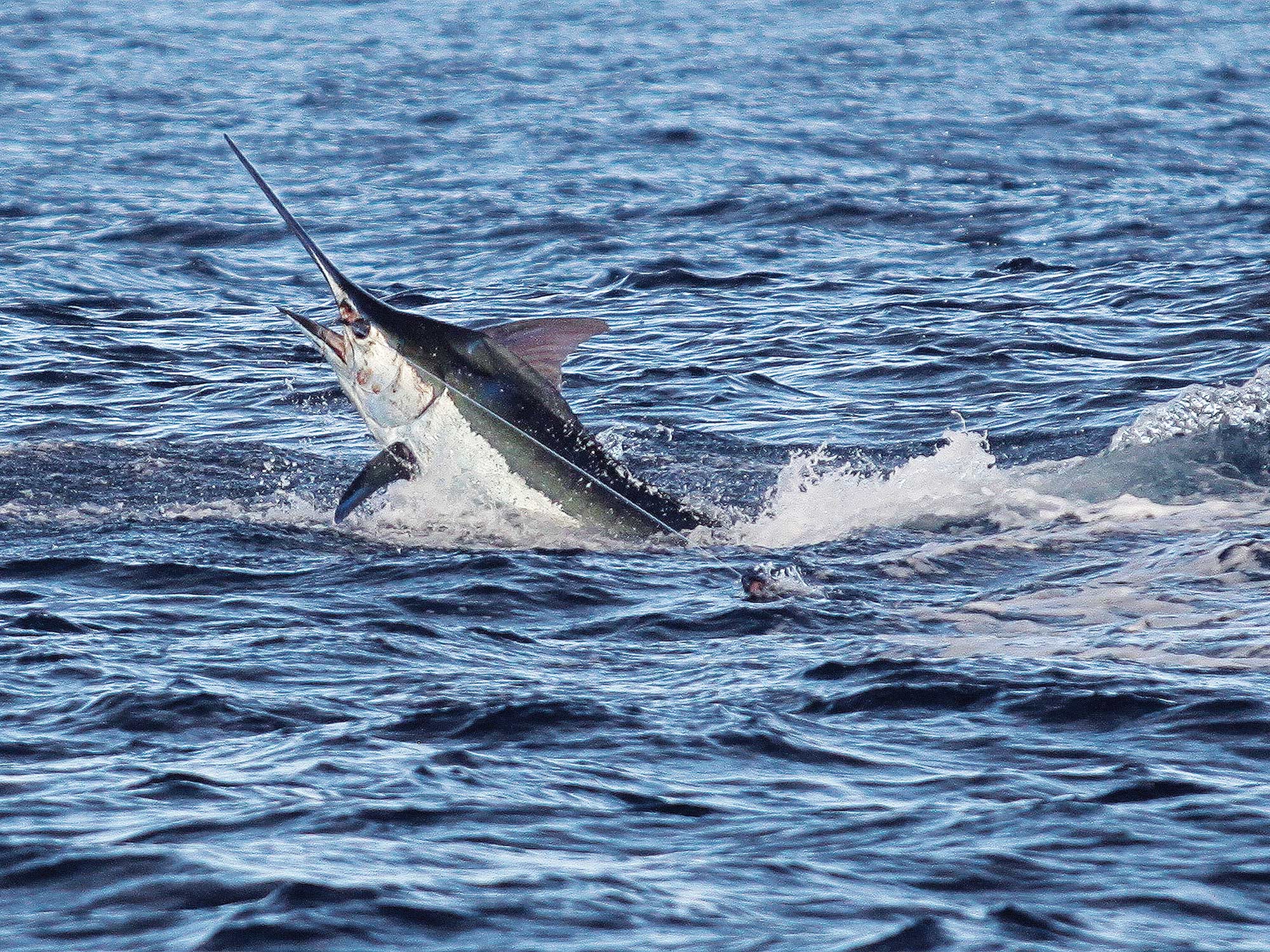 A Ticket to Tahiti's Marlin Fishing | Marlin