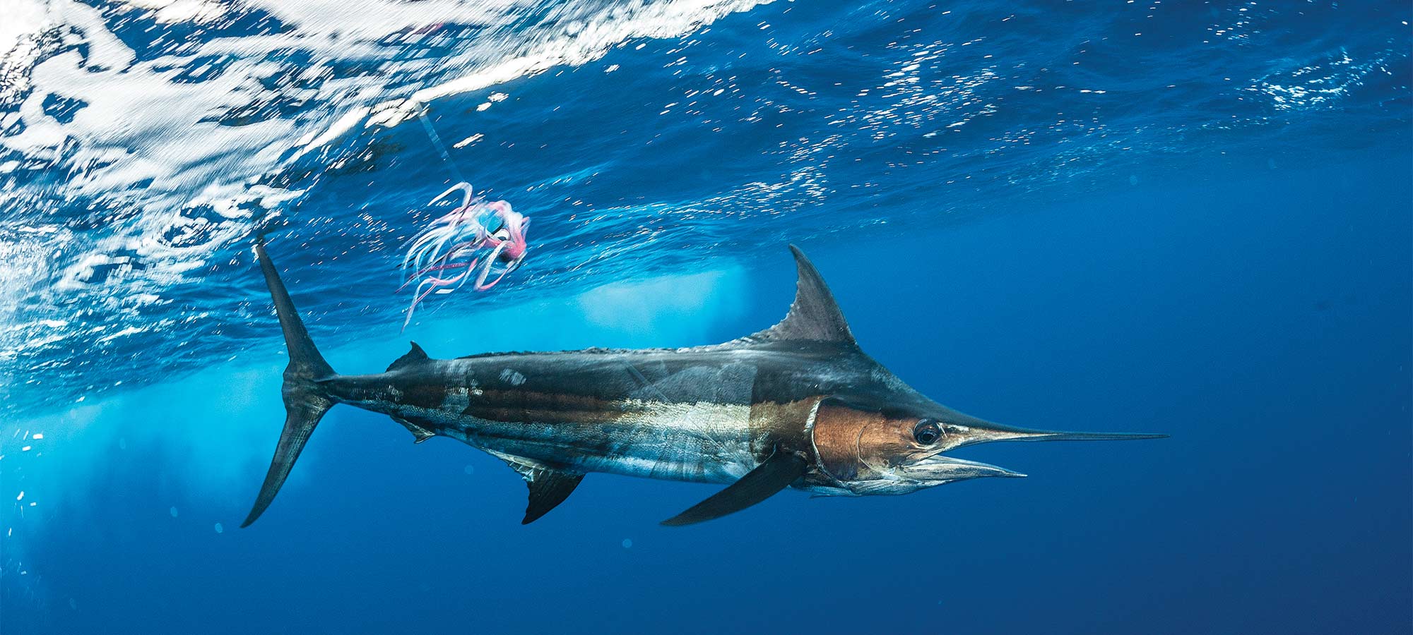 Blue Marlin Fishing Milestone in the South Pacific | Marlin
