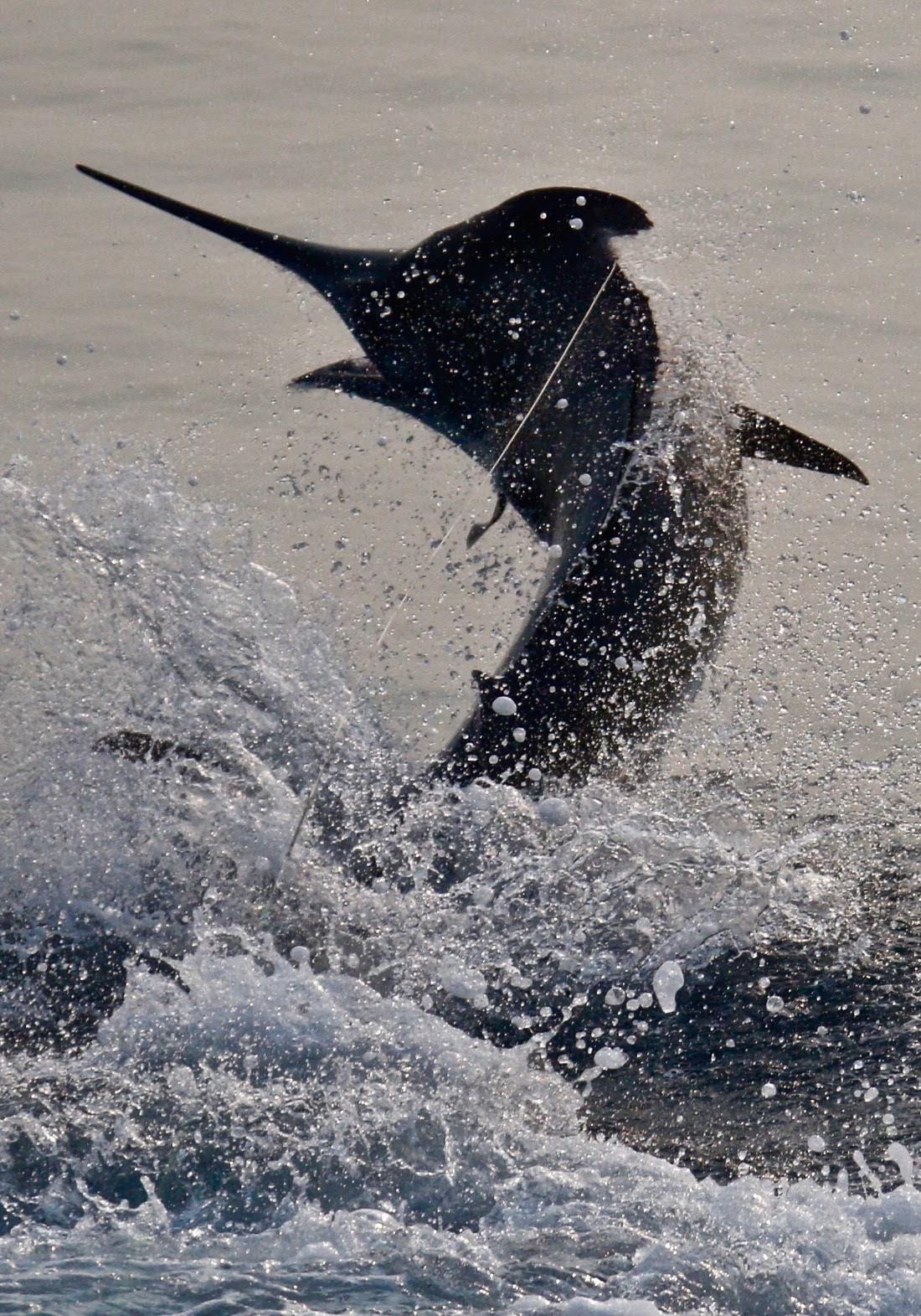 Guatemala's Incredible Sailfish and Marlin | Marlin