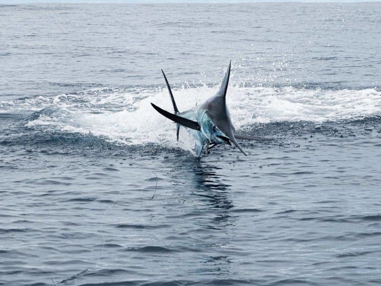 The Lensmen of Marlin | Marlin