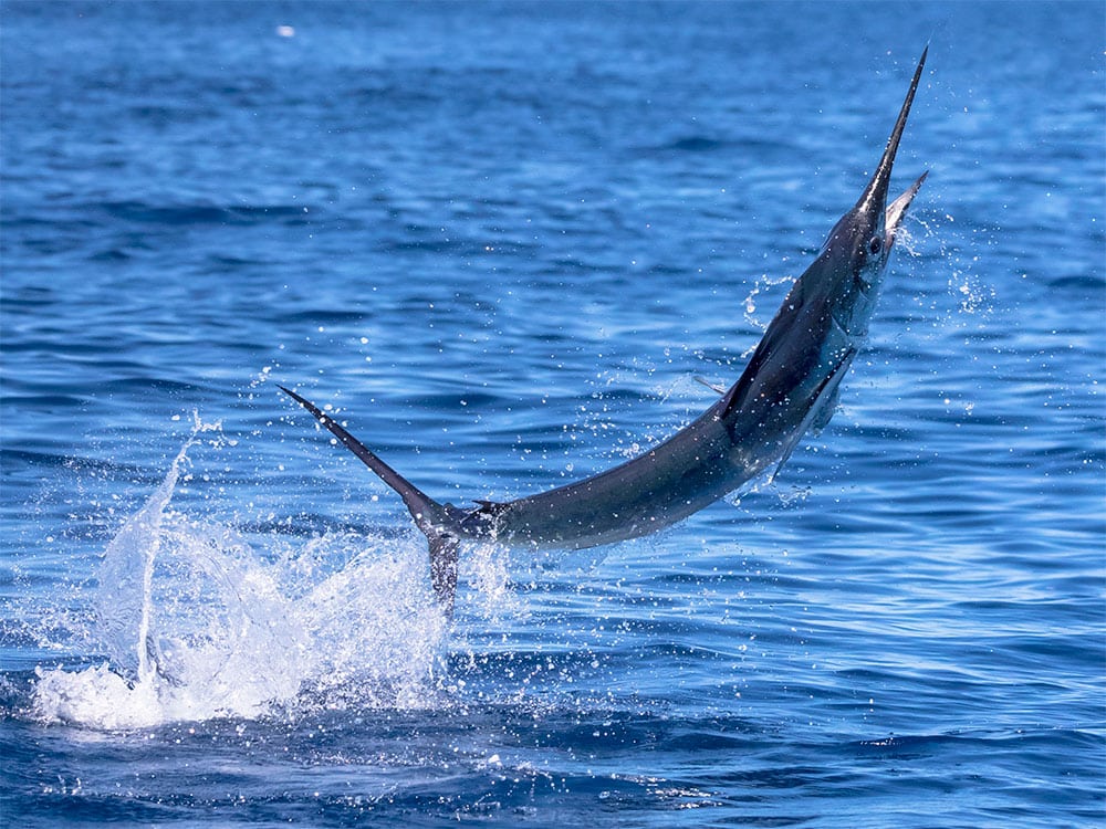Pacific Striped Marlin Stock Analysis | Marlin