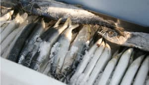 Hooking Fish on Dead Bait | Marlin