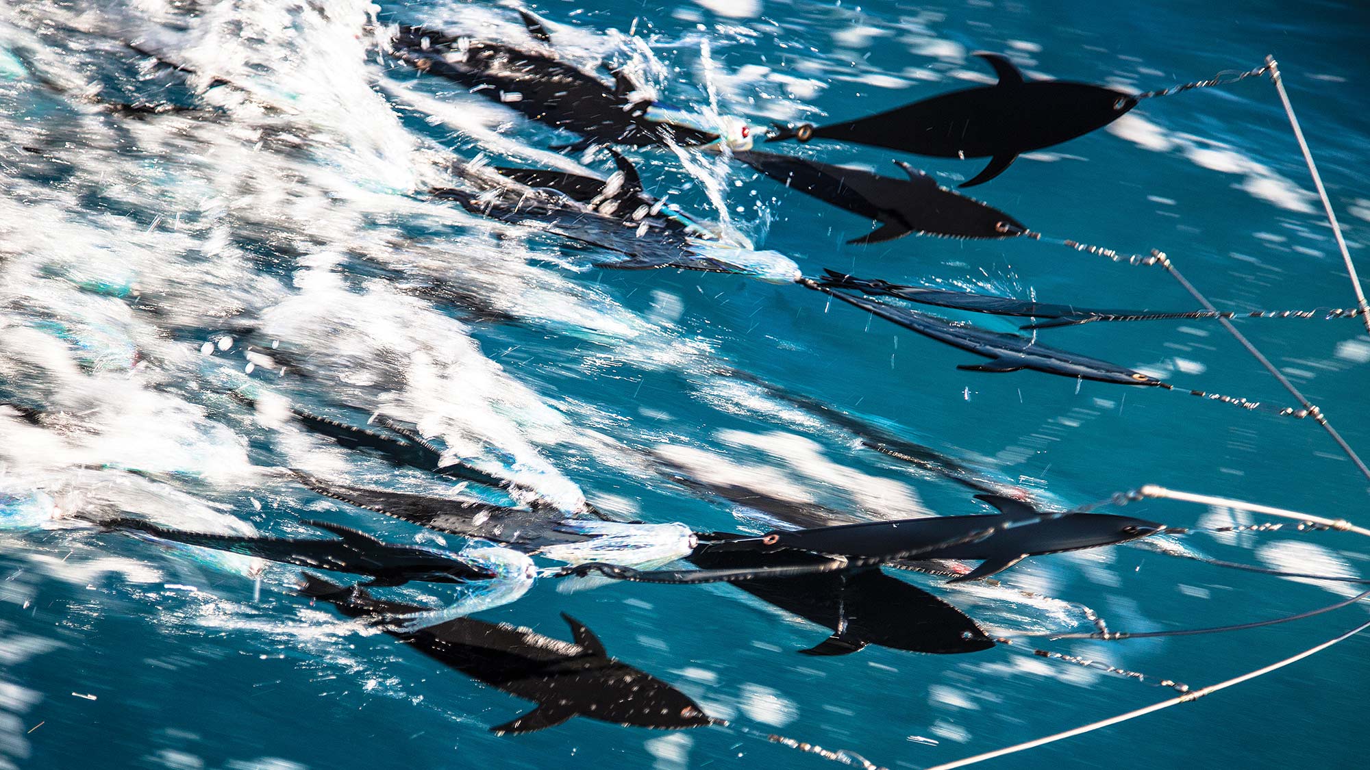 Winter Sailfish in Stuart, Florida | Marlin