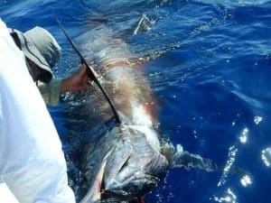 1,000-Pound Blue Marlin of 2017 | Marlin