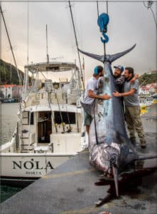 1,000-Pound Blue Marlin of 2017 | Marlin