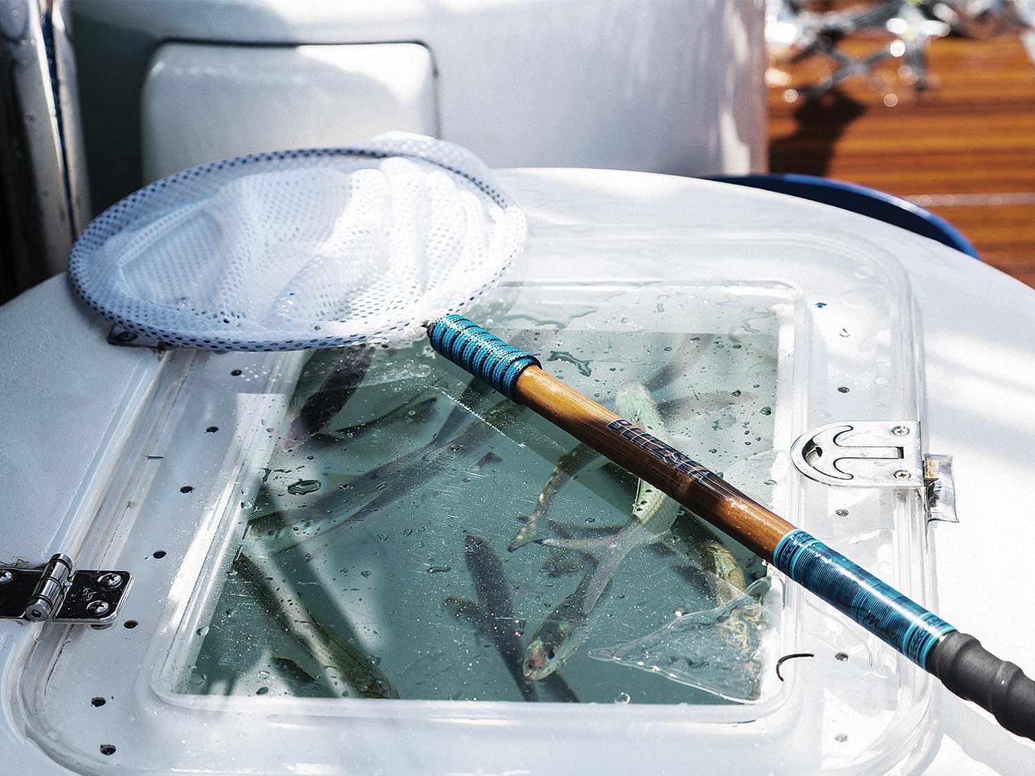 Tips for Keeping Live Bait Healthy While Offshore Fishing | Marlin