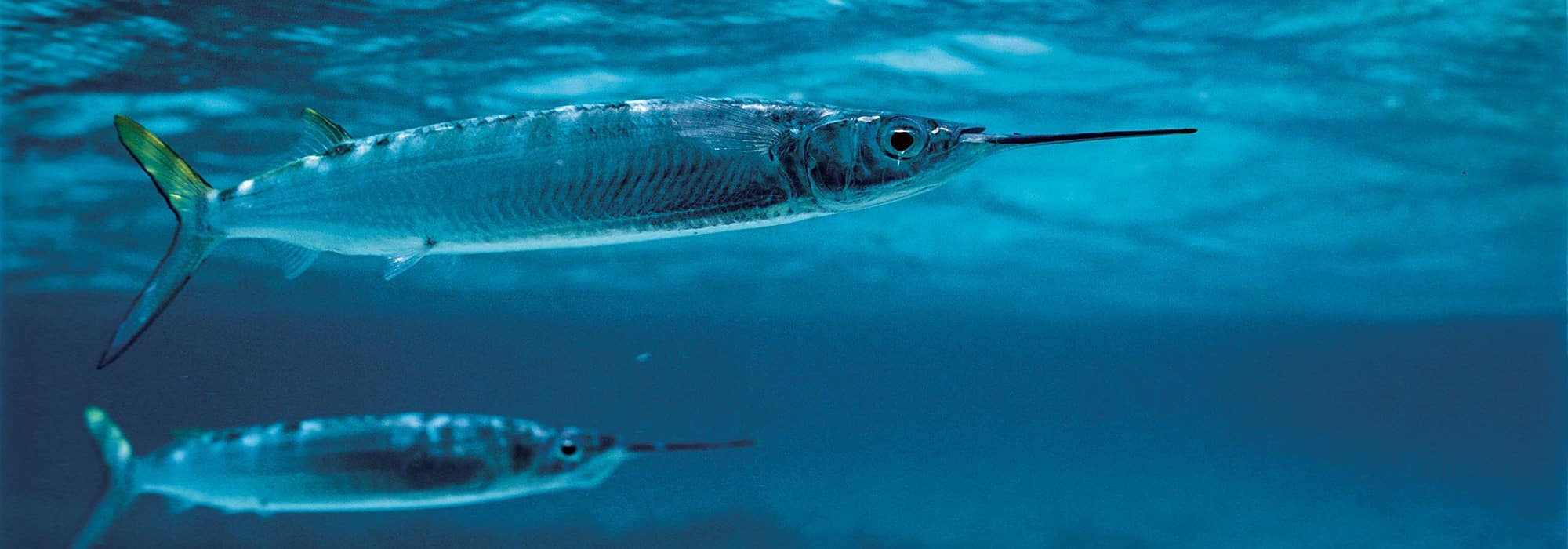 Florida Keys Sailfish Fishing With Live Ballyhoo | Marlin