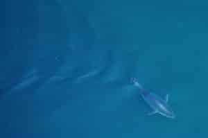Aerial Photography of Fish and Marine Life | Marlin