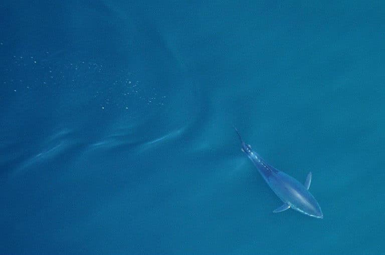 Aerial Photography of Fish and Marine Life | Marlin