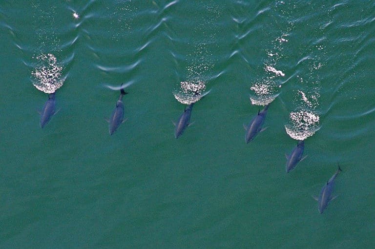 Aerial Photography of Fish and Marine Life | Marlin