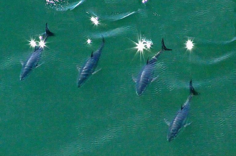 Aerial Photography of Fish and Marine Life | Marlin