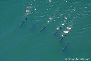 Aerial Photography of Fish and Marine Life | Marlin