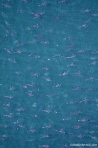 Aerial Photography of Fish and Marine Life | Marlin